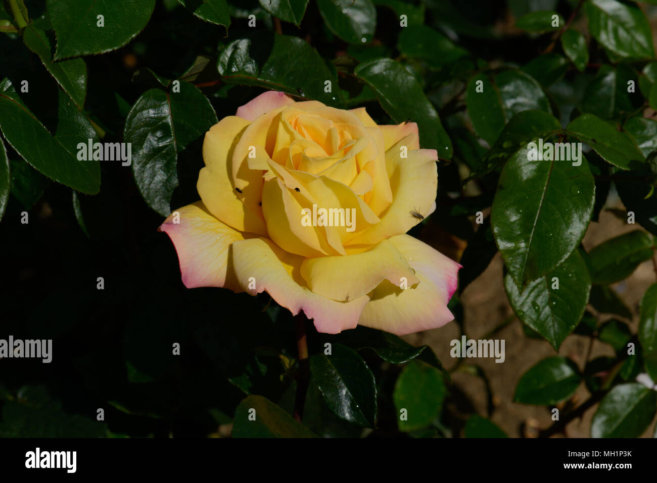 Rose Peace High Resolution Stock Photography and Images - Alamy