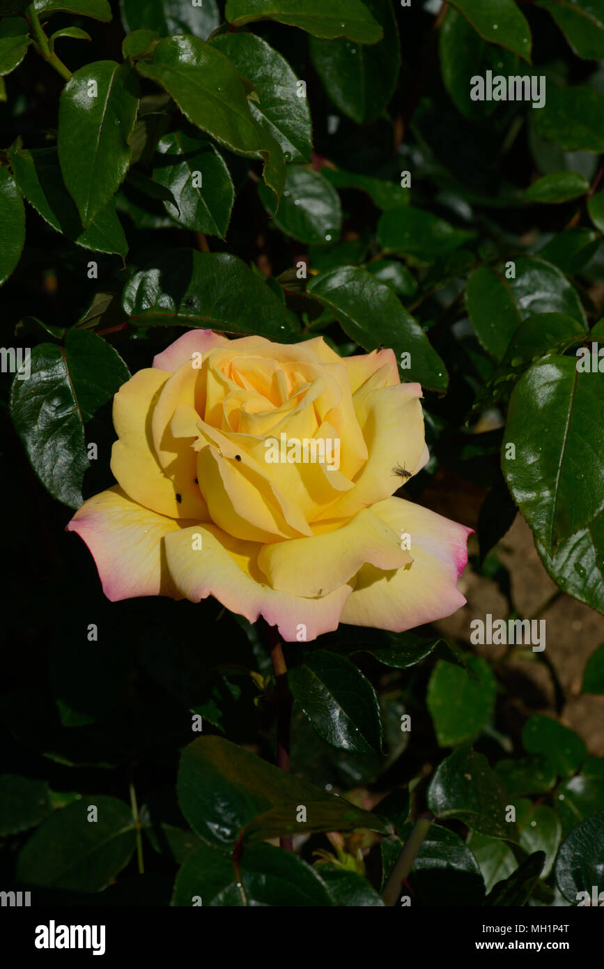 Peace bush rose hi-res stock photography and images - Alamy