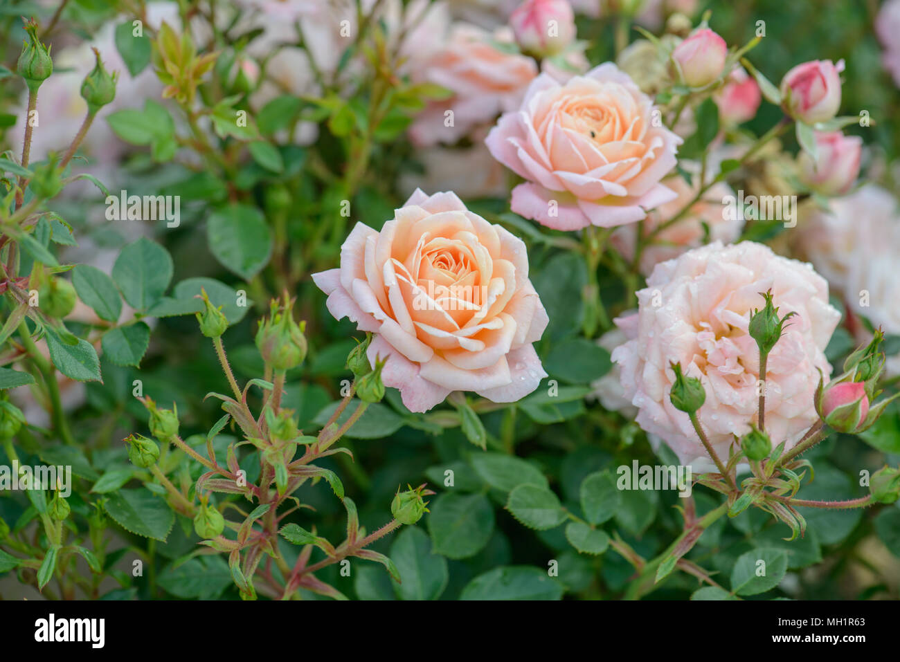 Peachy colour hi-res stock photography and images - Alamy