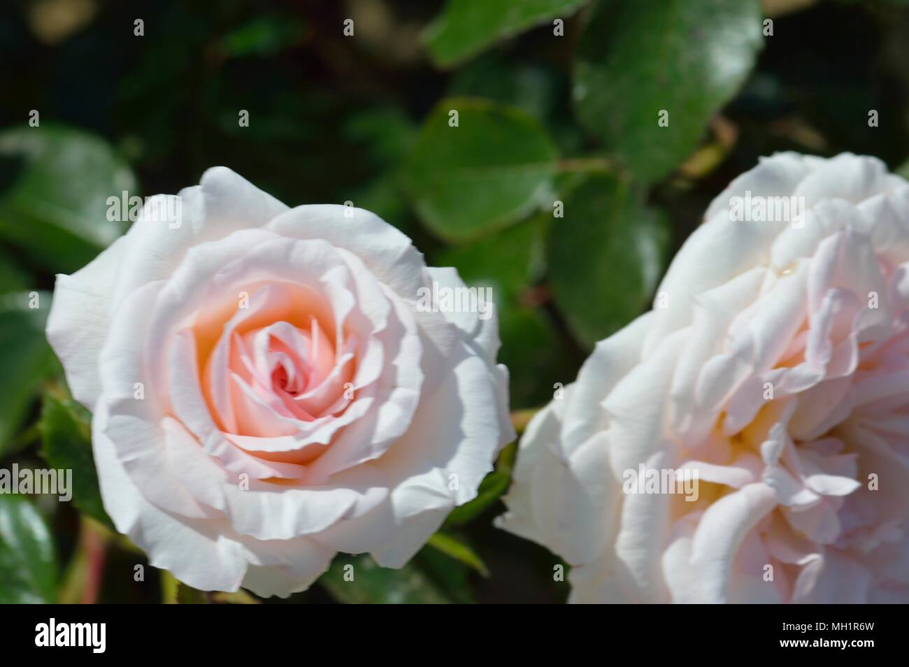 Rose rosa pink pearl hi-res stock photography and images - Alamy