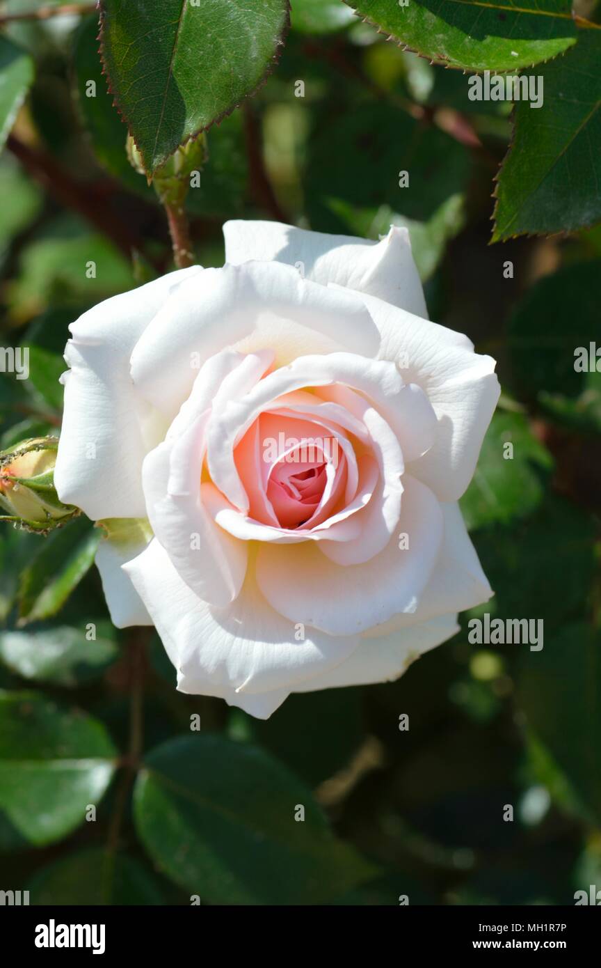Rose pearl hi-res stock photography and images - Alamy
