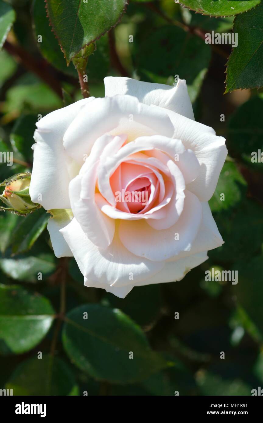 Rose pearl hi-res stock photography and images - Alamy