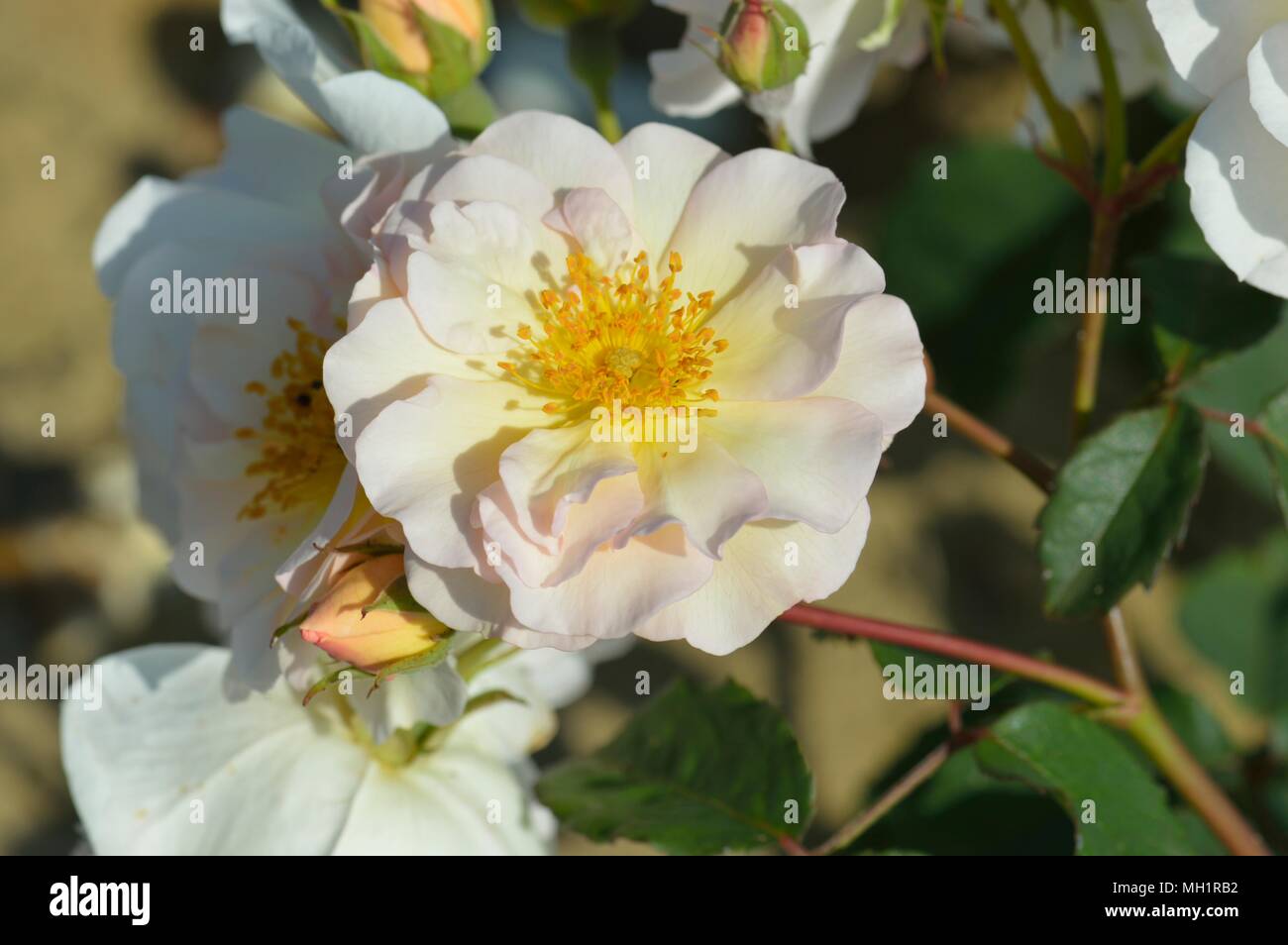 Penelope rose hi-res stock photography and images - Alamy