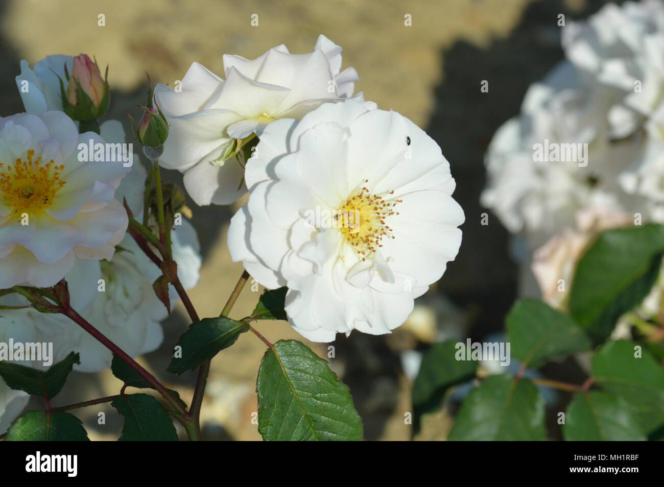 Rosa penelope shrub rose hi-res stock photography and images - Alamy