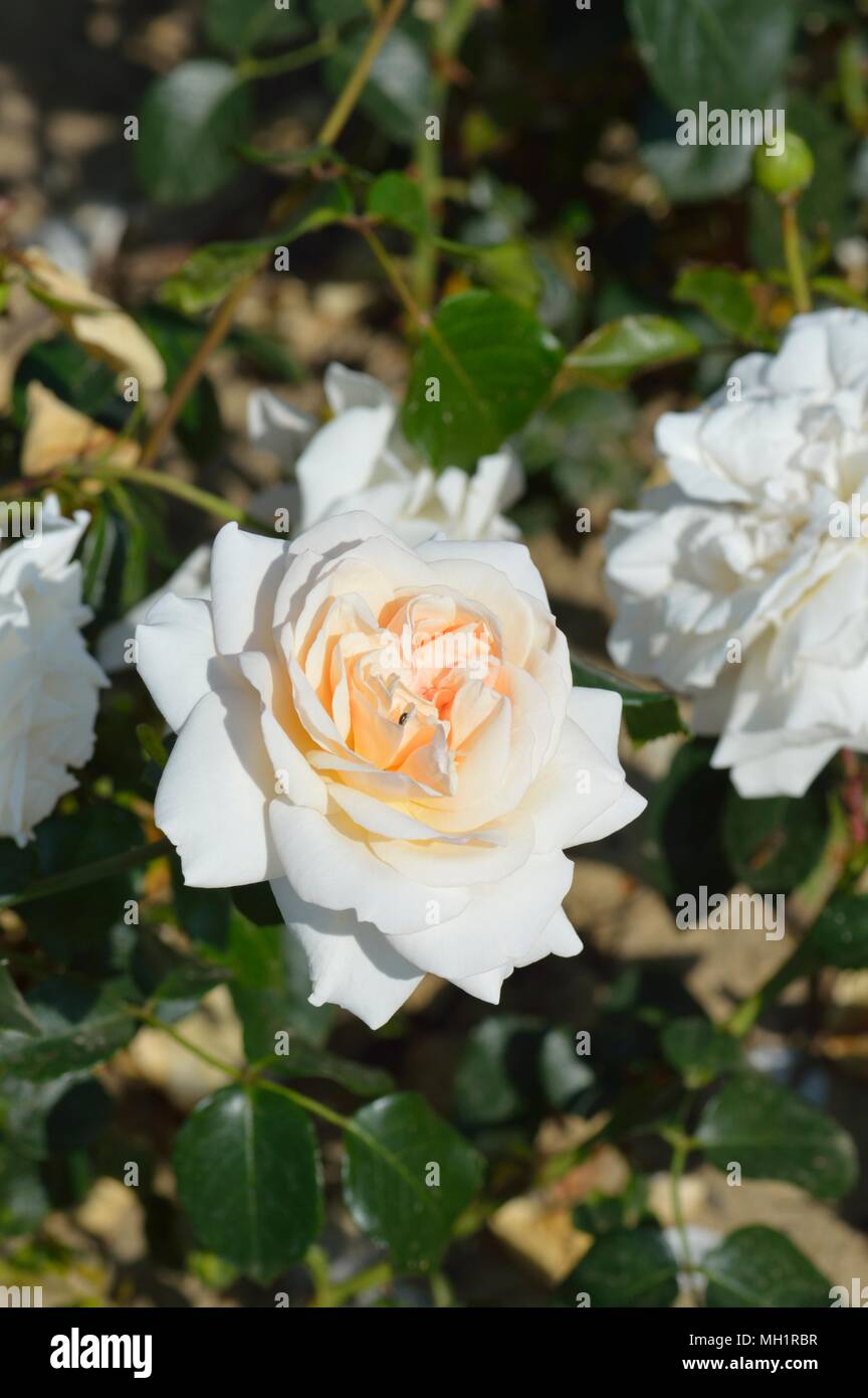 Penny lane rosa hi-res stock photography and images - Alamy