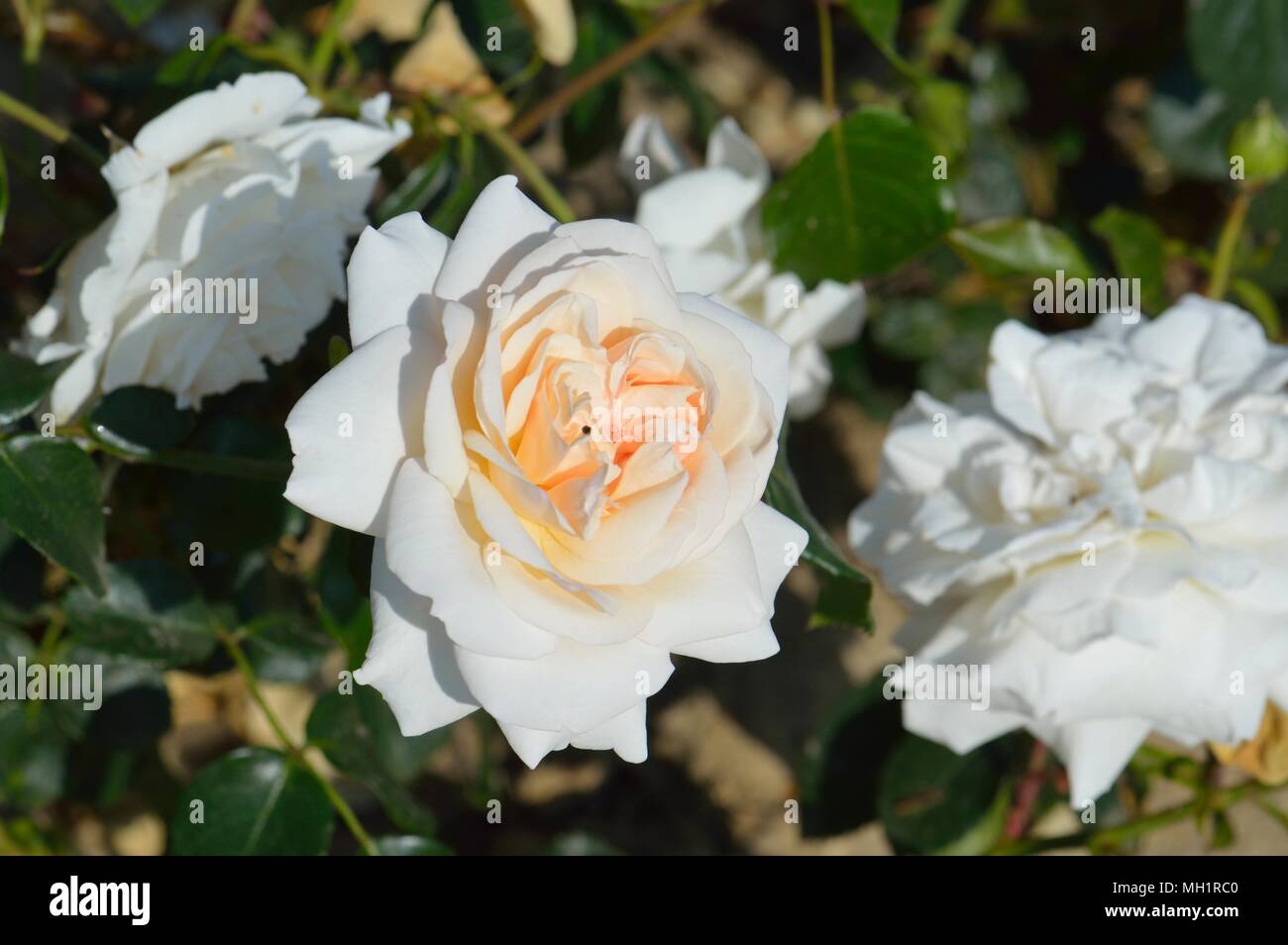 Penny lane flowers hi-res stock photography and images - Alamy