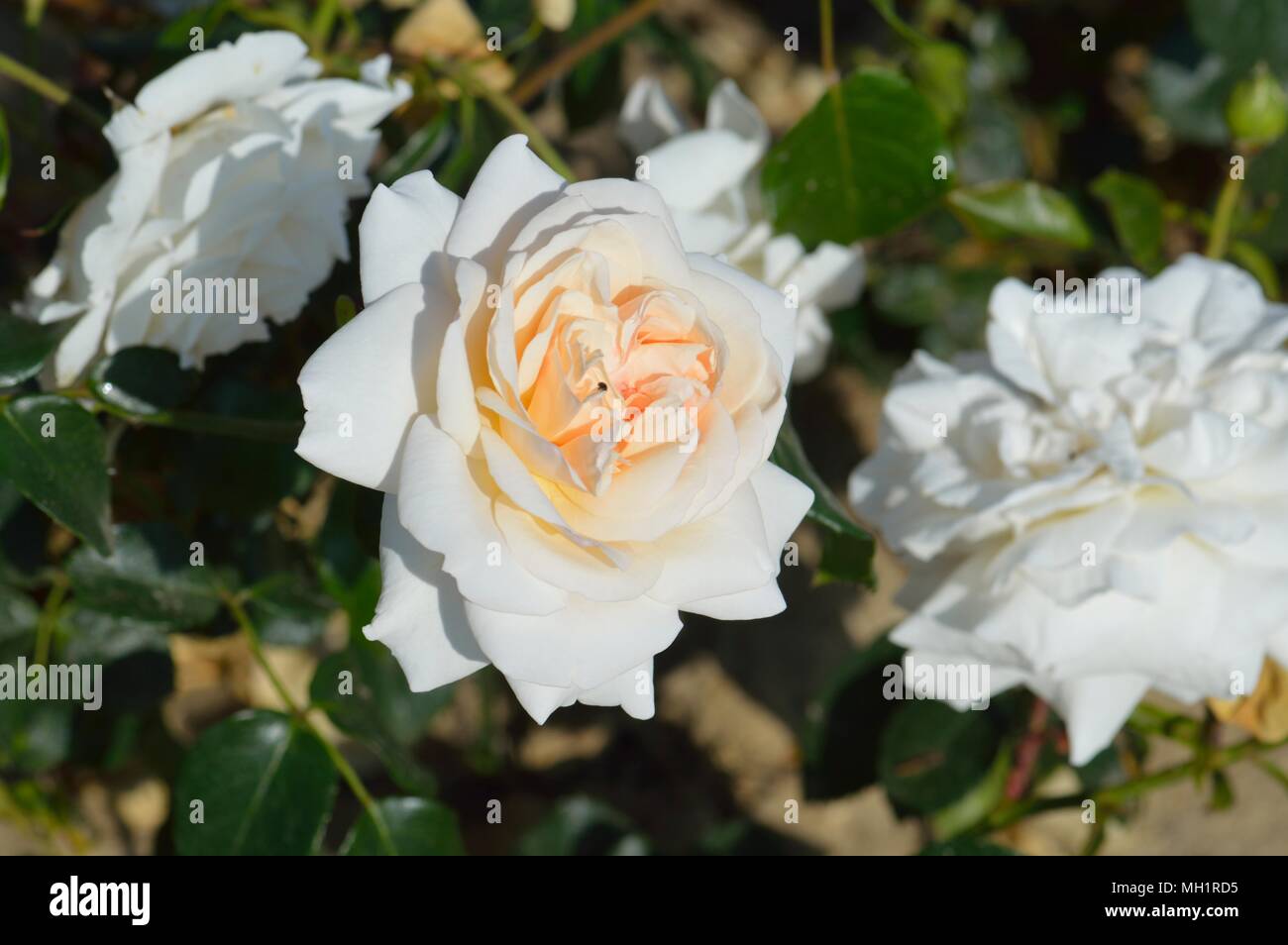 Penny lane flowers hi-res stock photography and images - Alamy