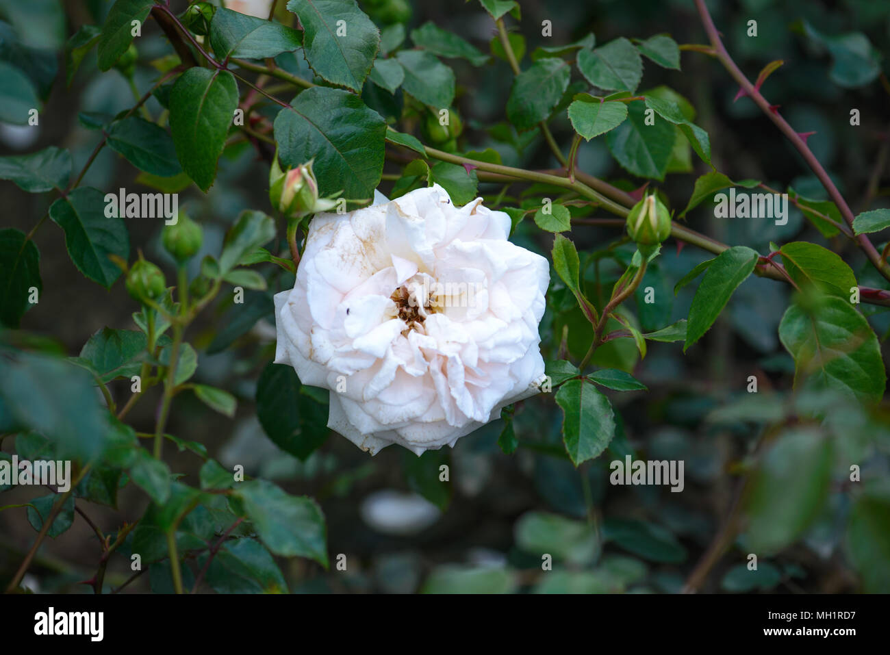 Penny lane flowers hi-res stock photography and images - Alamy