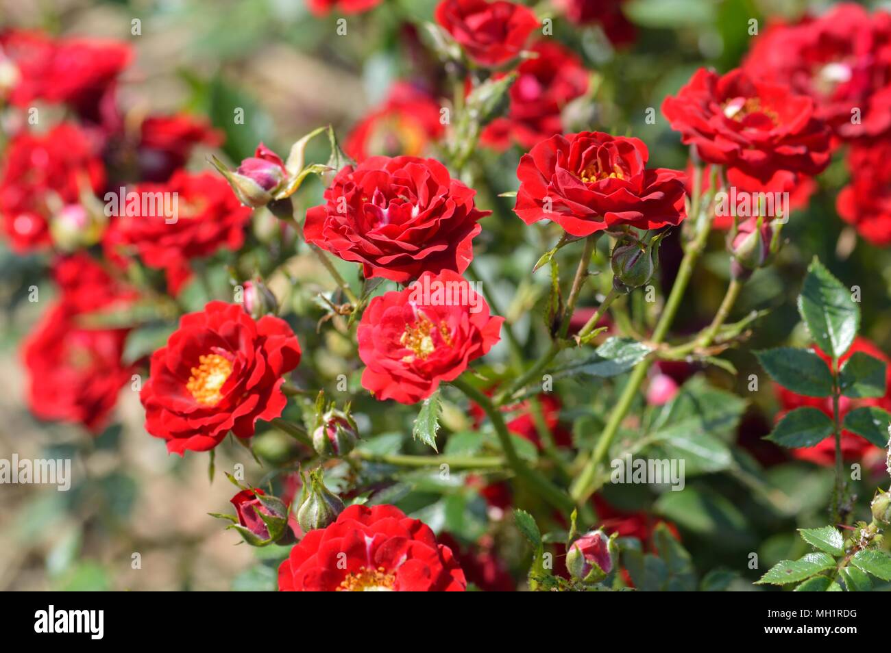 Rose Peter Pan Stock Photo - Alamy