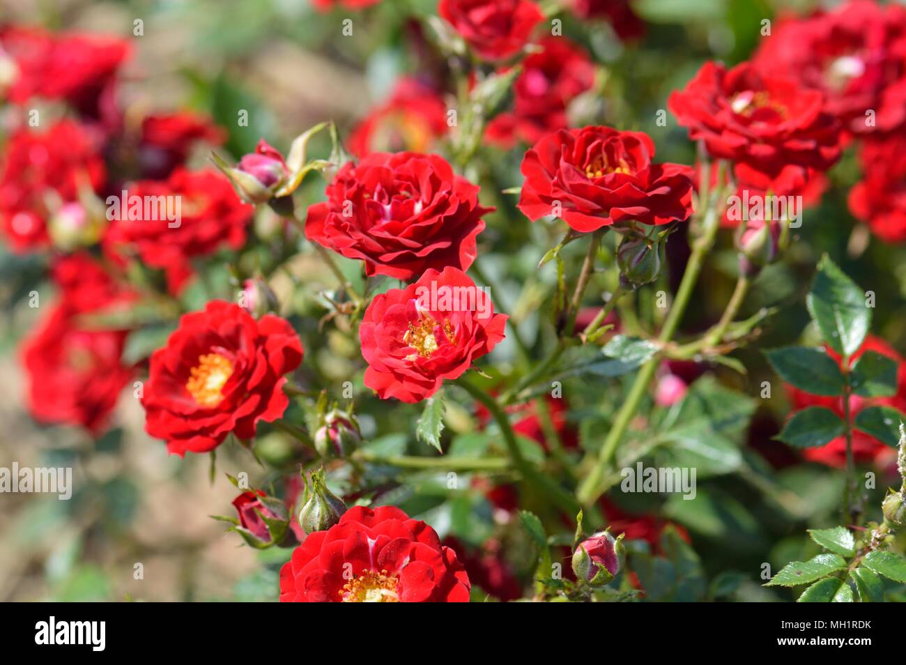 Rose Peter Pan Stock Photo - Alamy