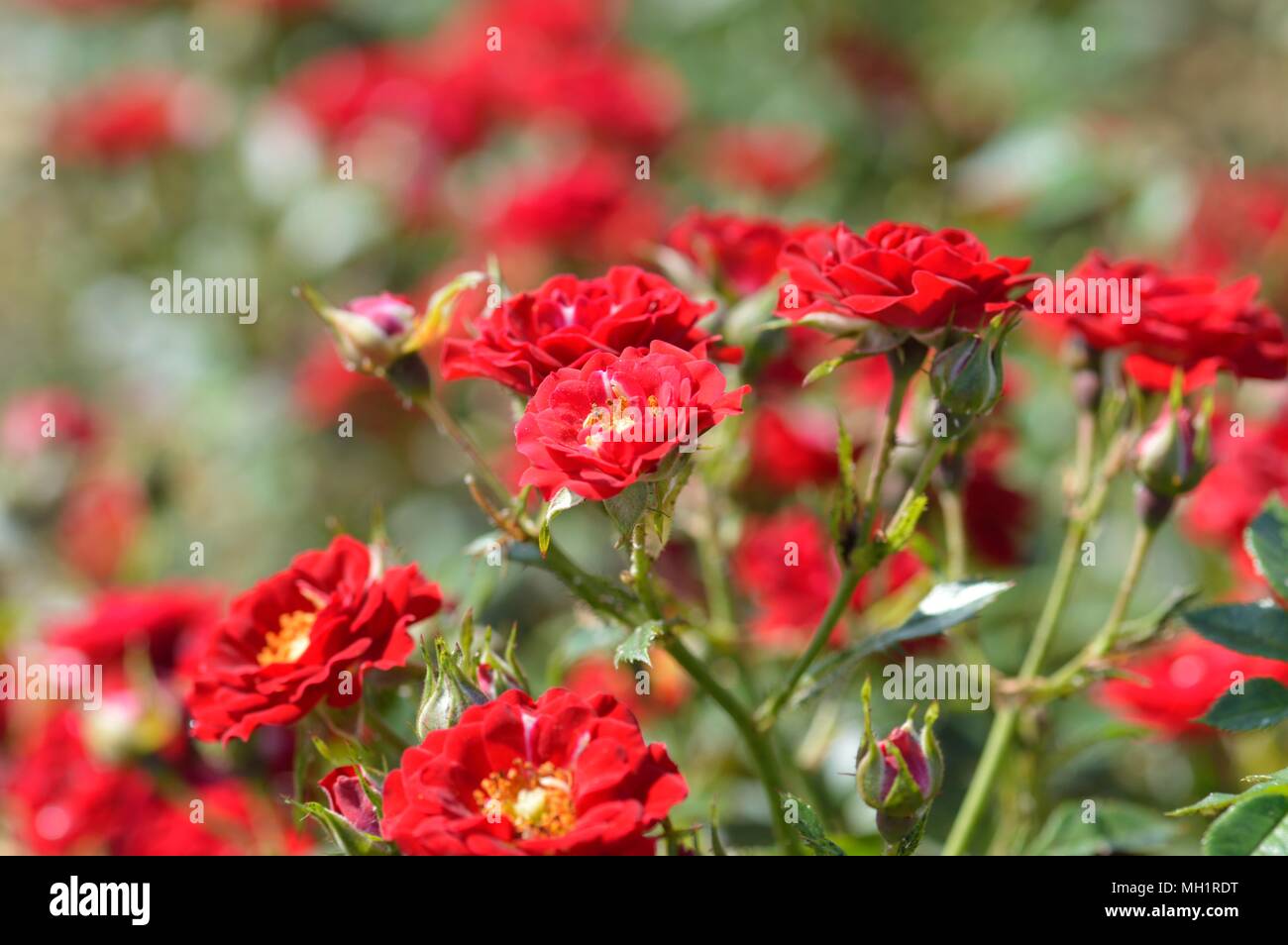 Rose peter pan hi-res stock photography and images - Alamy
