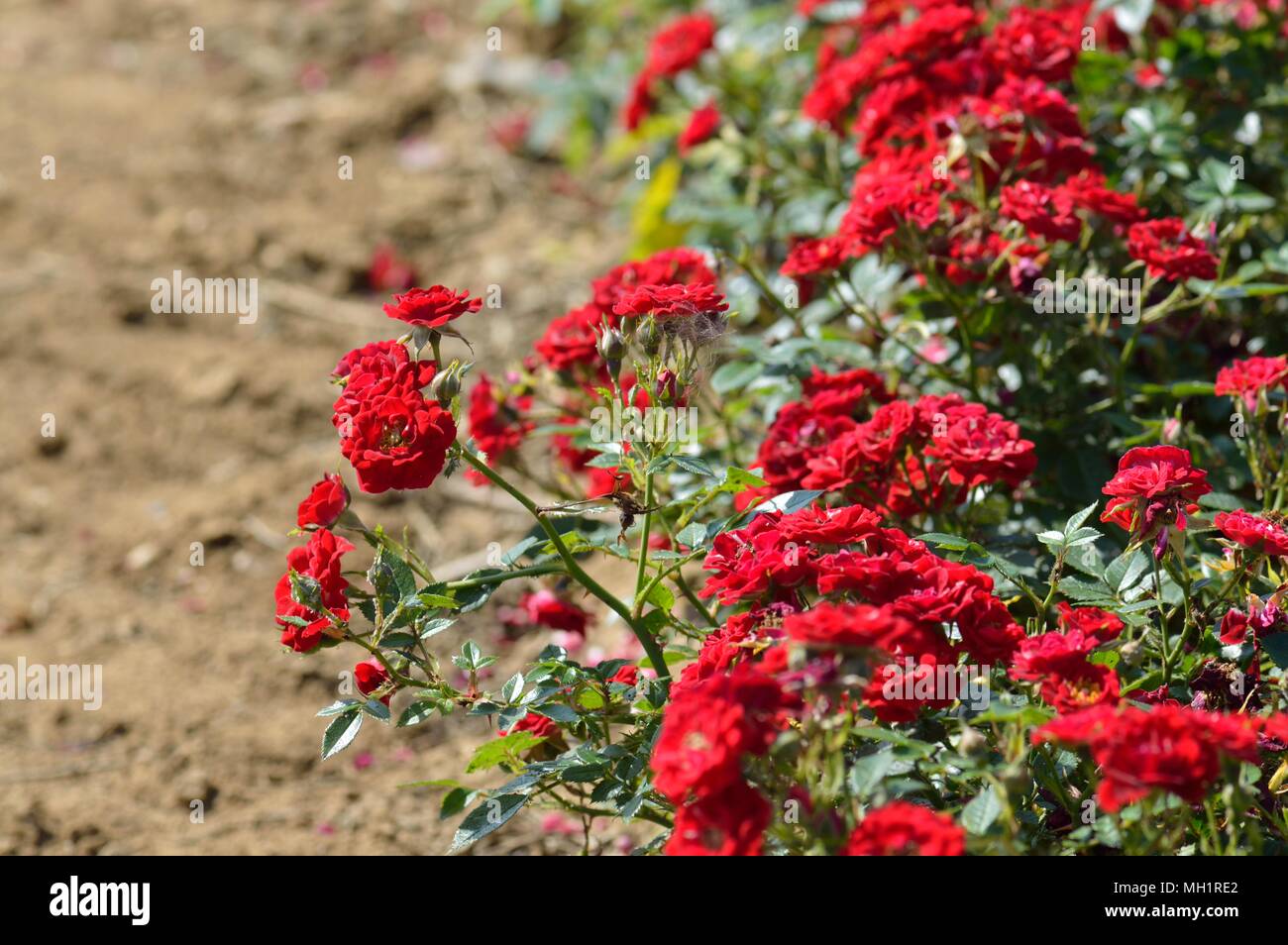 Rose Peter Pan Stock Photo - Alamy