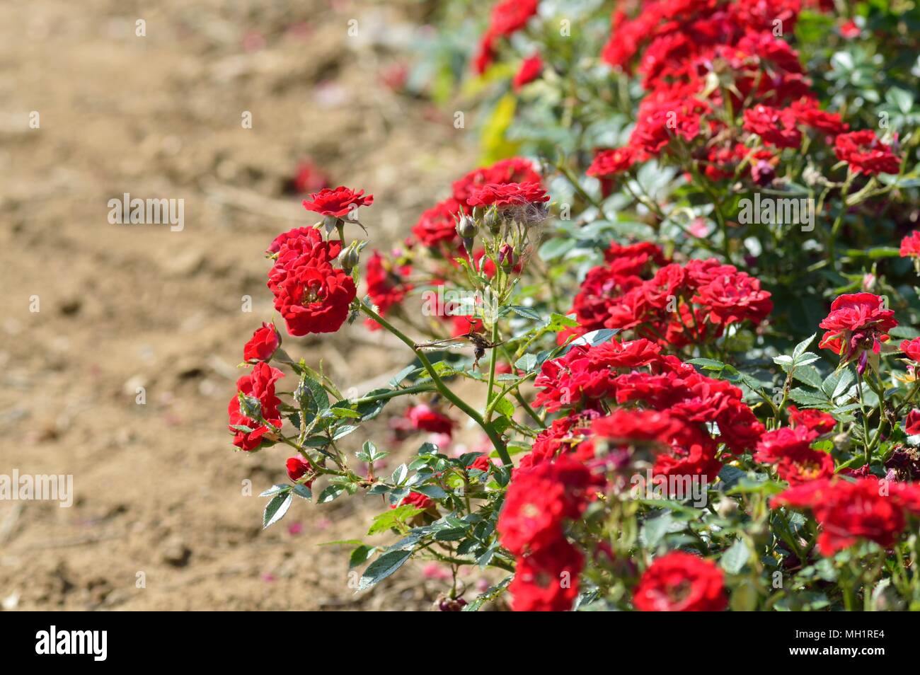 Rose Peter Pan Stock Photo - Alamy