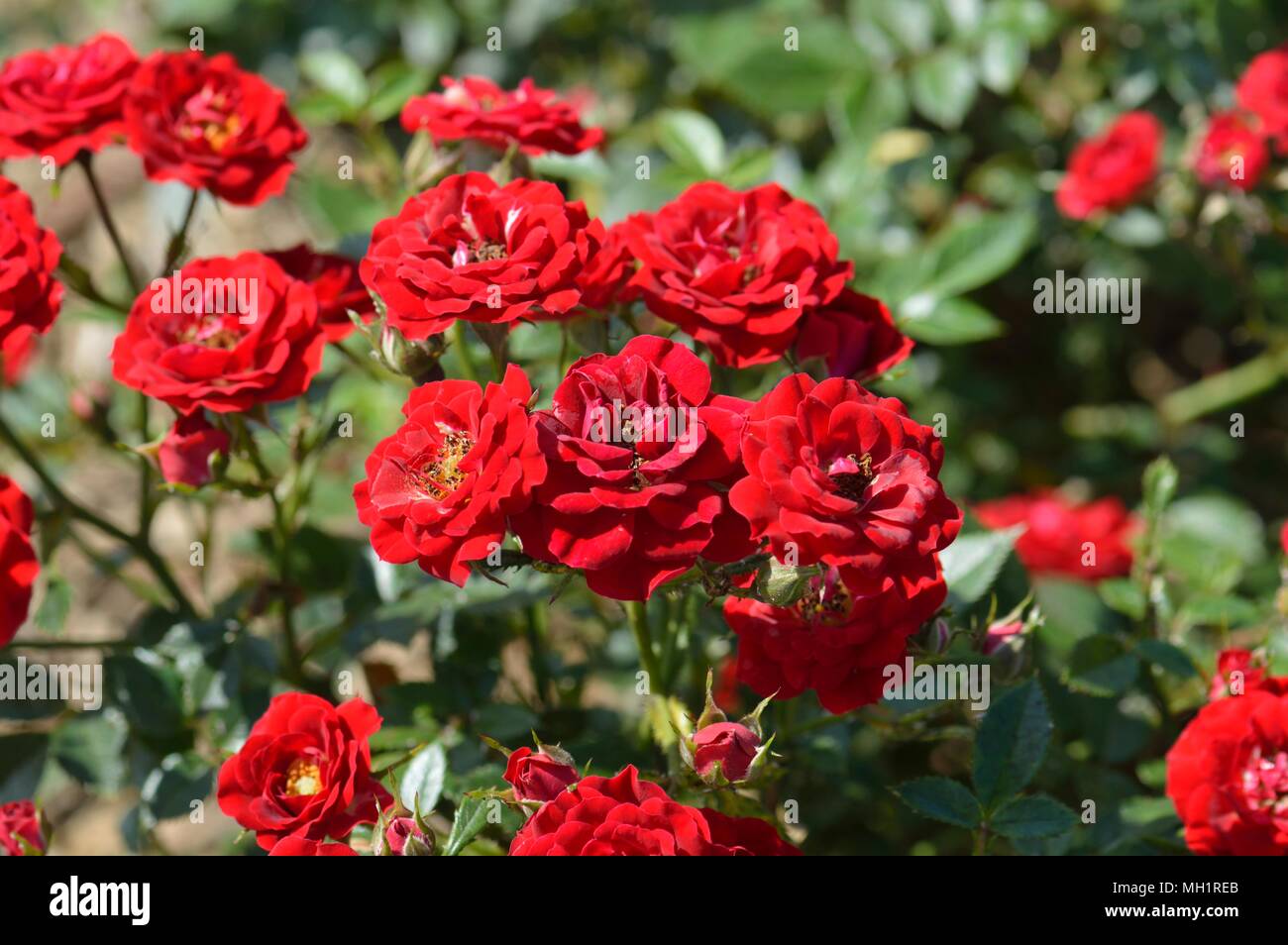 Rose Peter Pan Stock Photo - Alamy