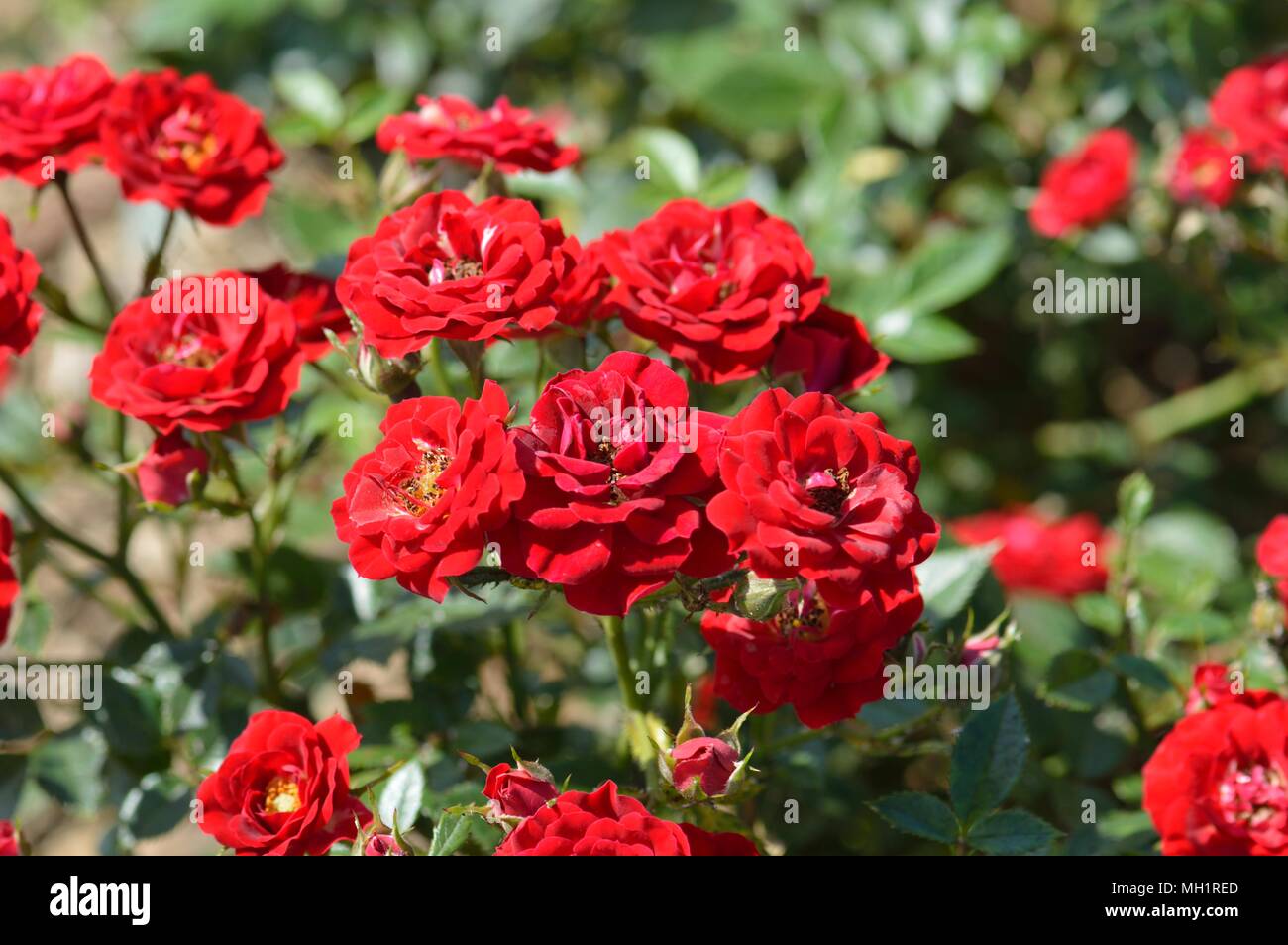 Rose Peter Pan Stock Photo - Alamy