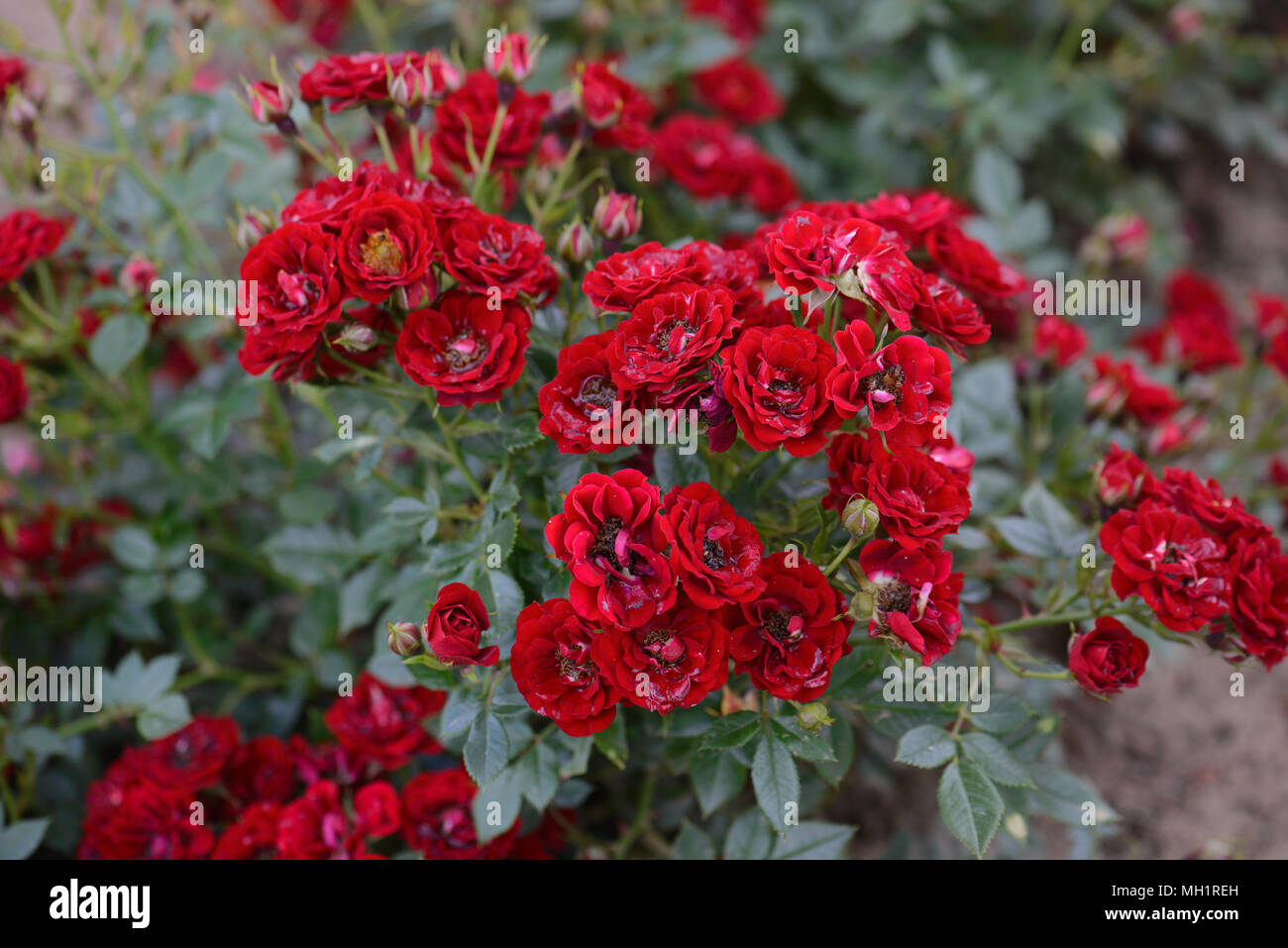 Rose Peter Pan Stock Photo - Alamy
