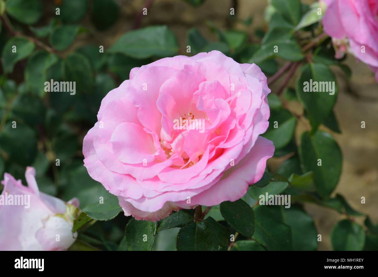 Rose Pink Perfection Stock Photo - Alamy
