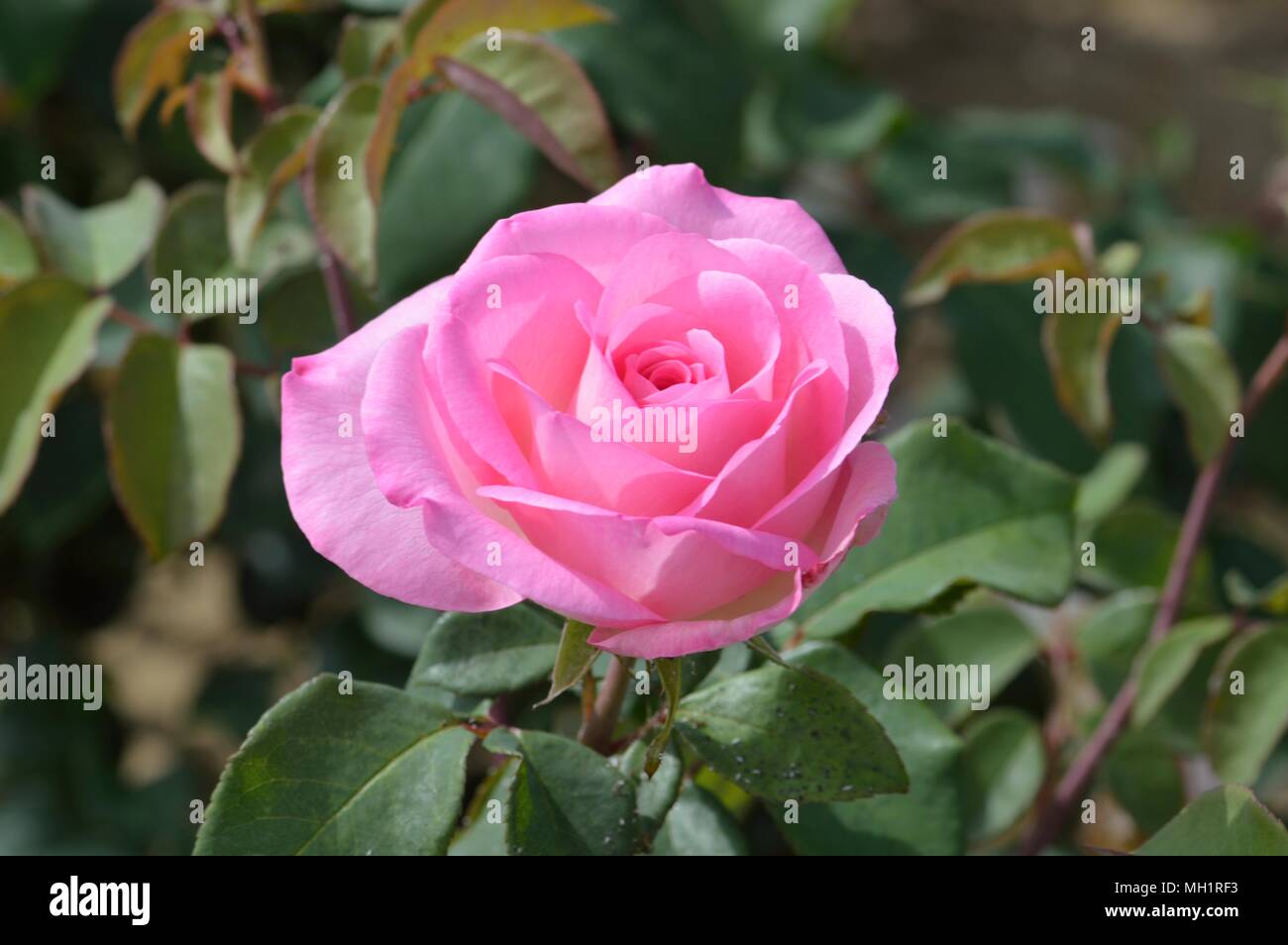 Rose Pink Perfection Stock Photo - Alamy