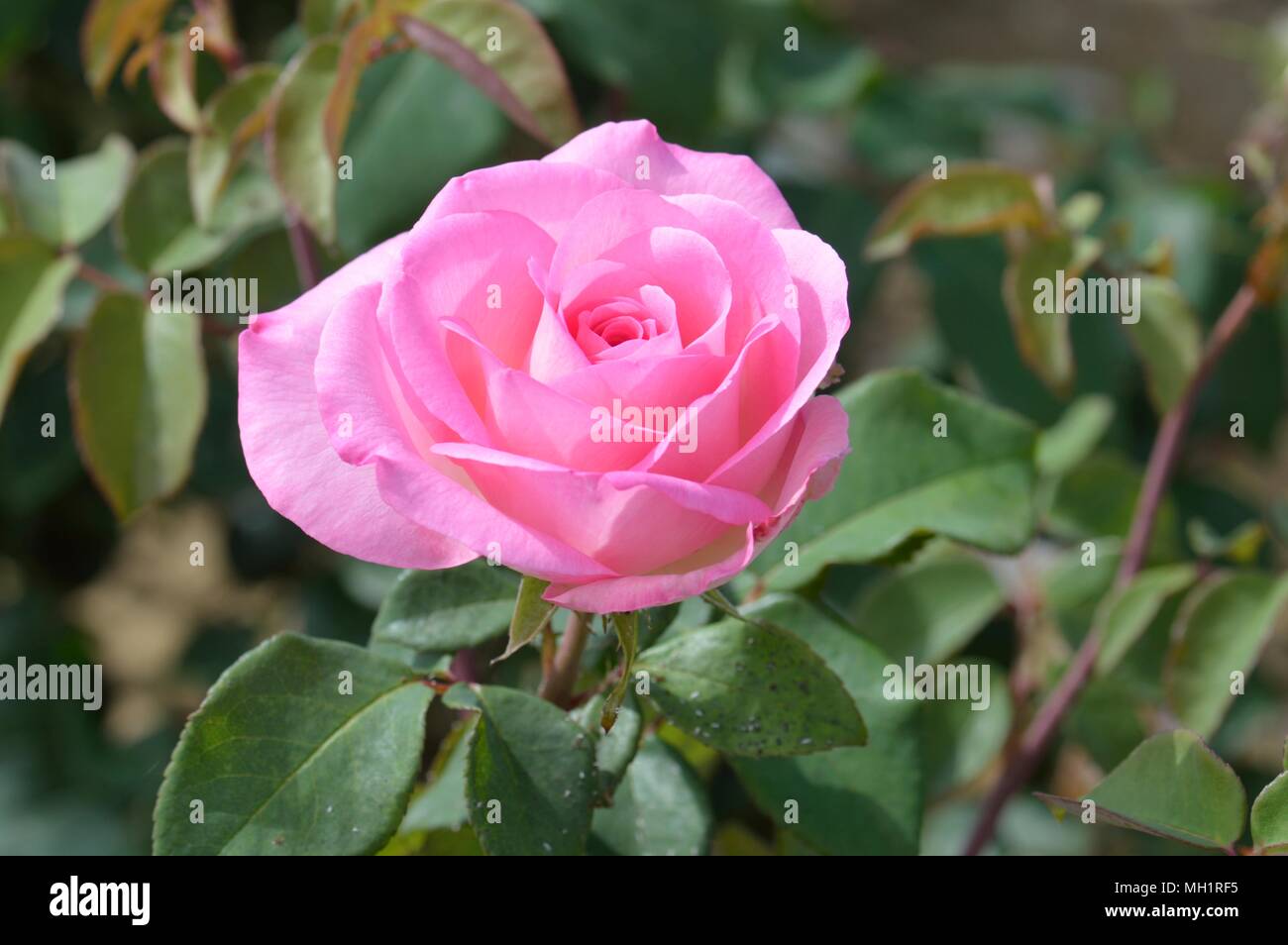 Rose Pink Perfection Stock Photo - Alamy