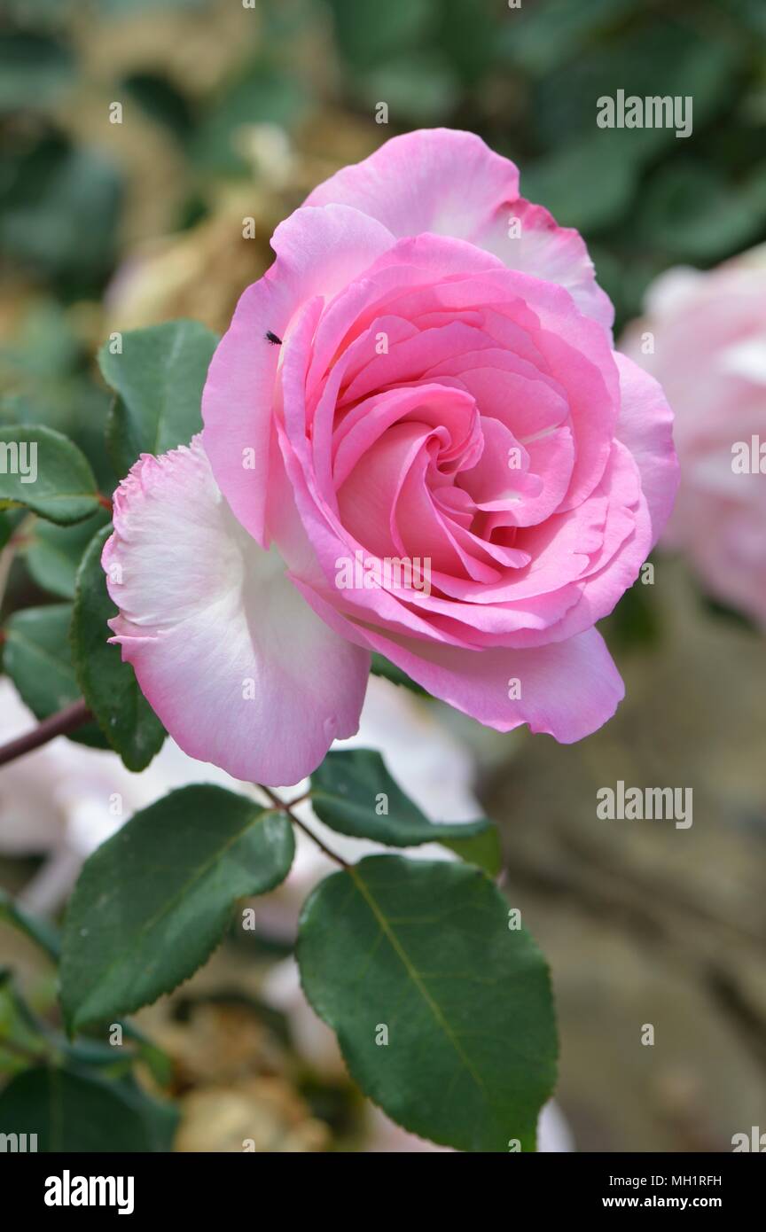 Rose Pink Perfection Stock Photo - Alamy
