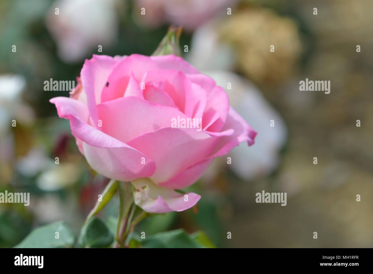 Rose Pink Perfection Stock Photo - Alamy
