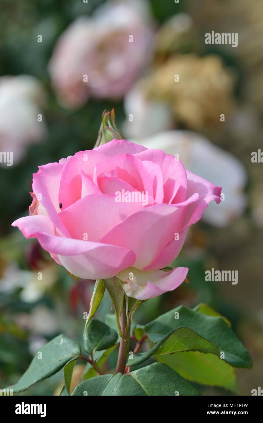 Rosa pink perfection hi-res stock photography and images - Alamy