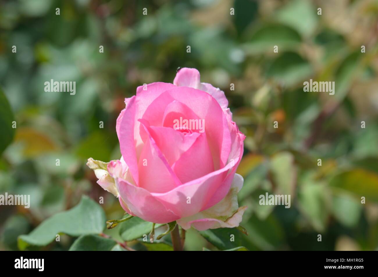Rose Pink Perfection Stock Photo - Alamy