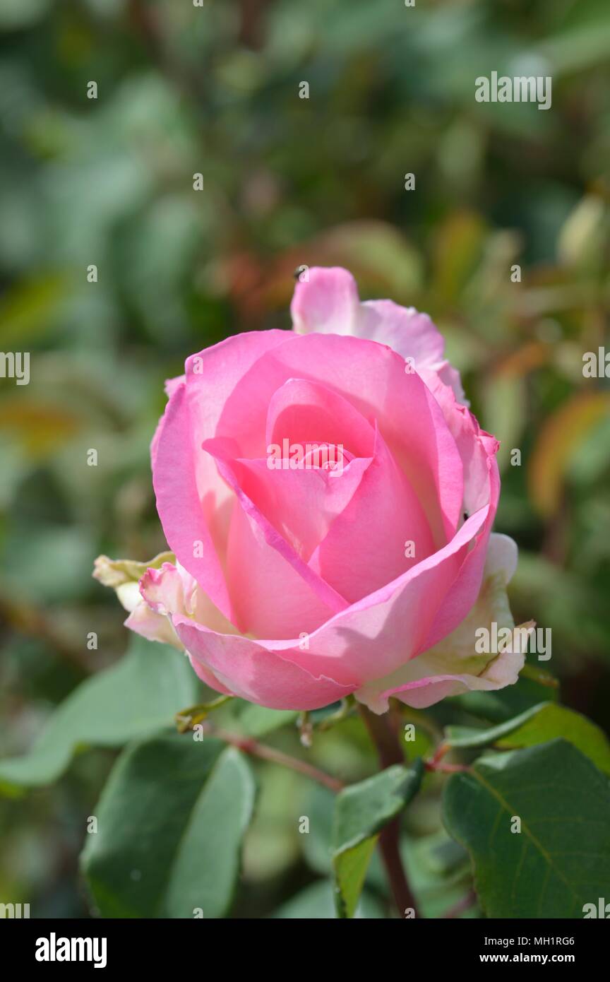 Rose Pink Perfection Stock Photo - Alamy