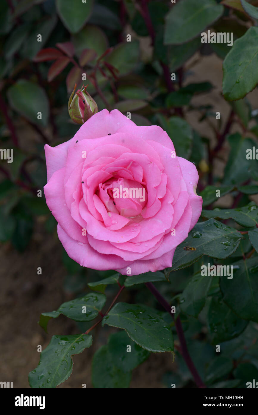 Rose Pink Perfection Stock Photo - Alamy