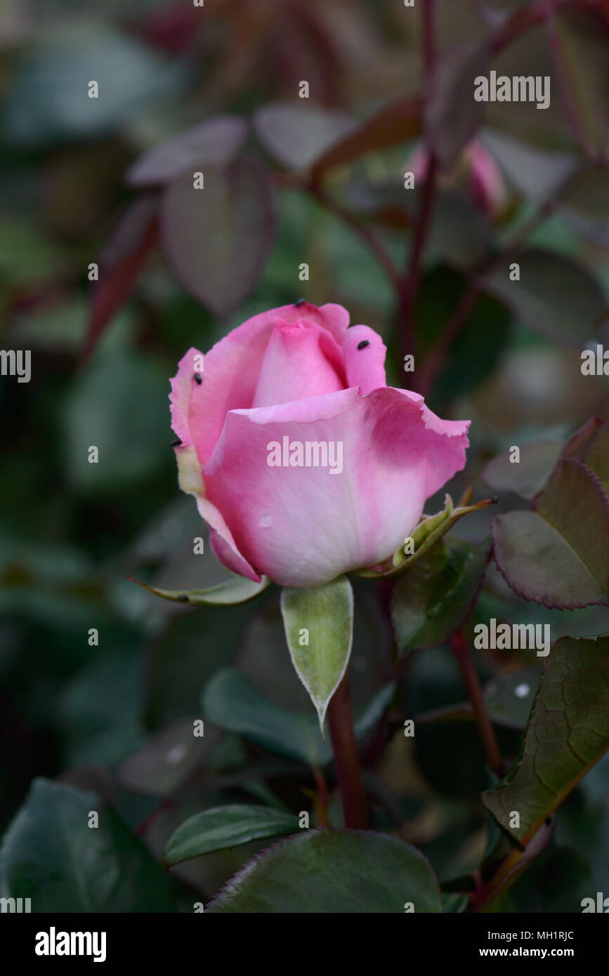 Rose pink perfection hi-res stock photography and images - Alamy