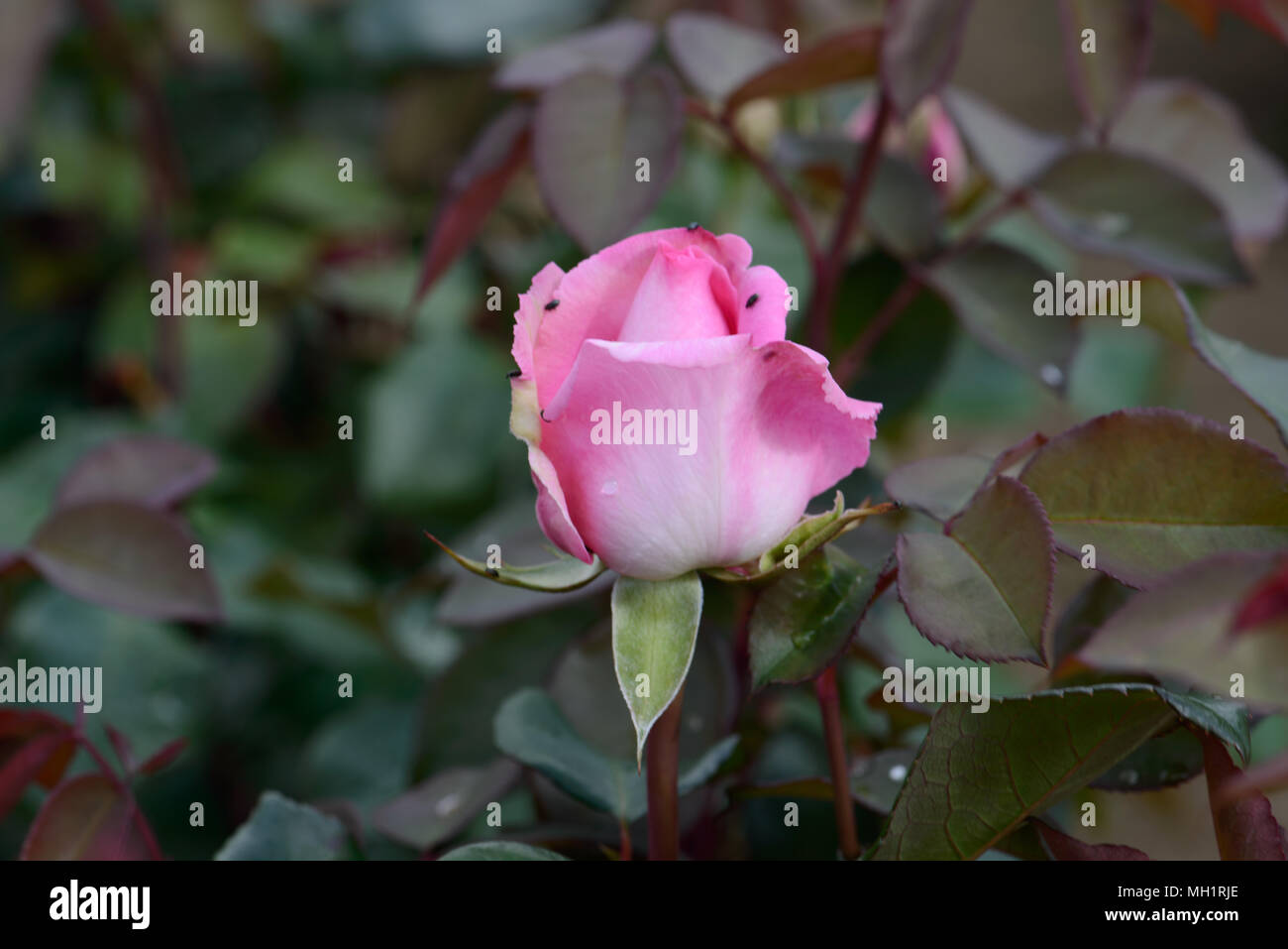 Rosa pink perfection hi-res stock photography and images - Alamy