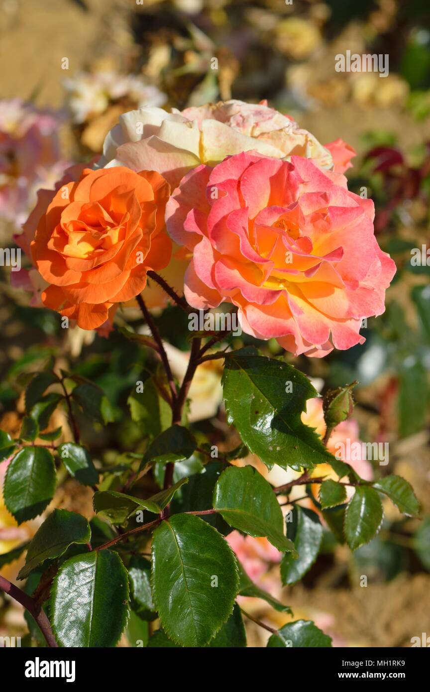 Rose Precious Amber Stock Photo - Alamy