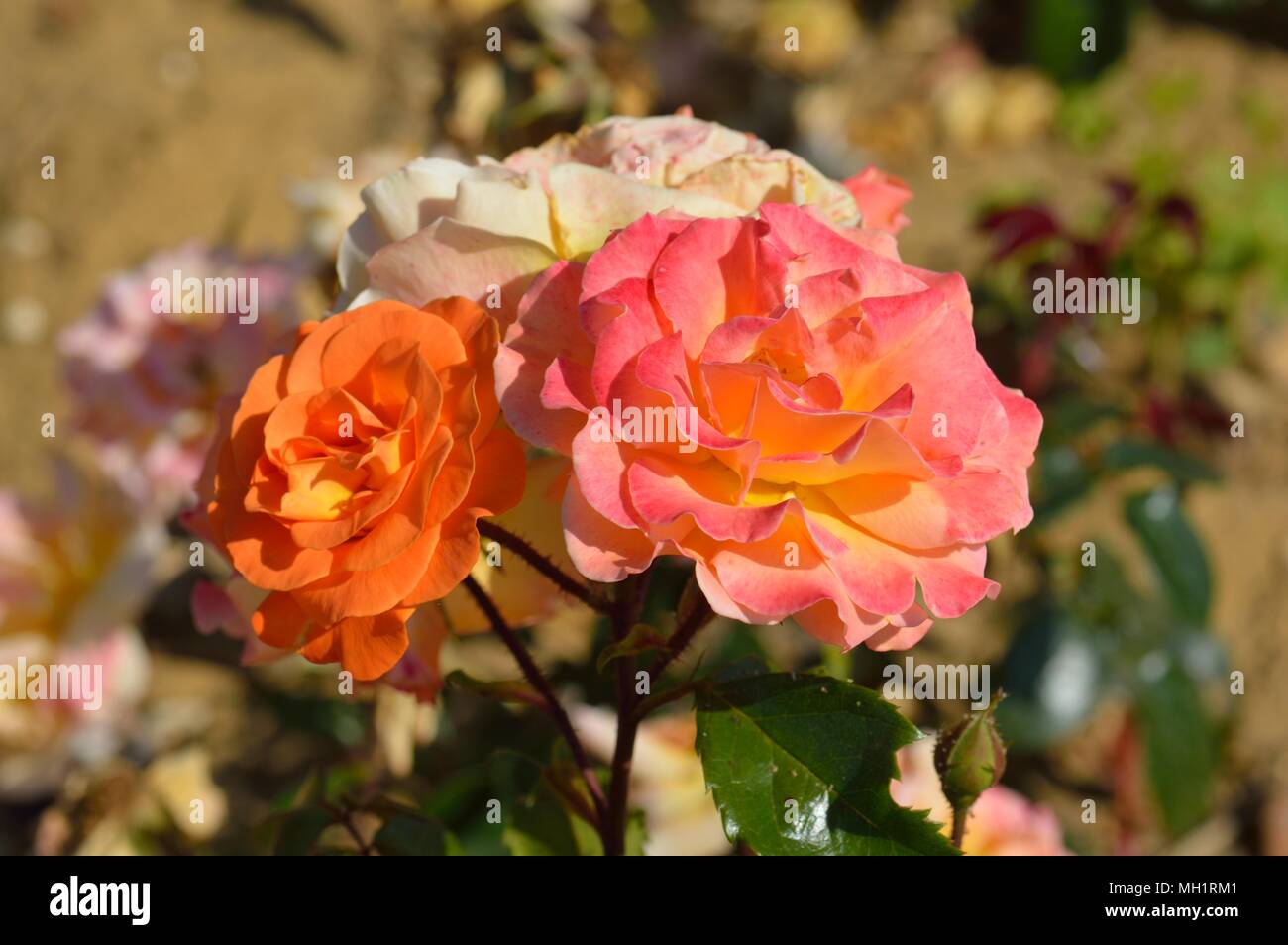 Rose Precious Amber Stock Photo - Alamy