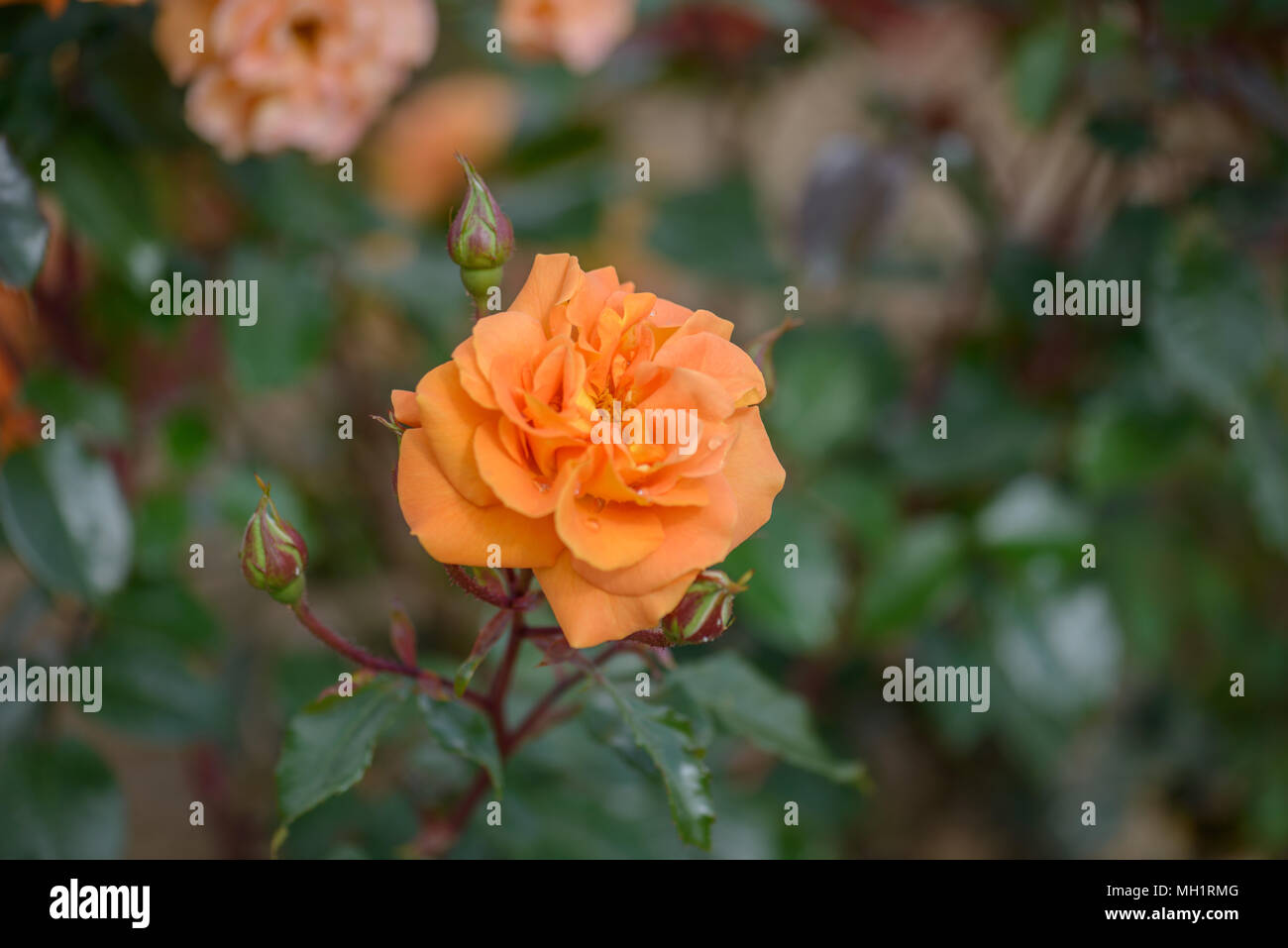 Rosa precious amber hi-res stock photography and images - Alamy