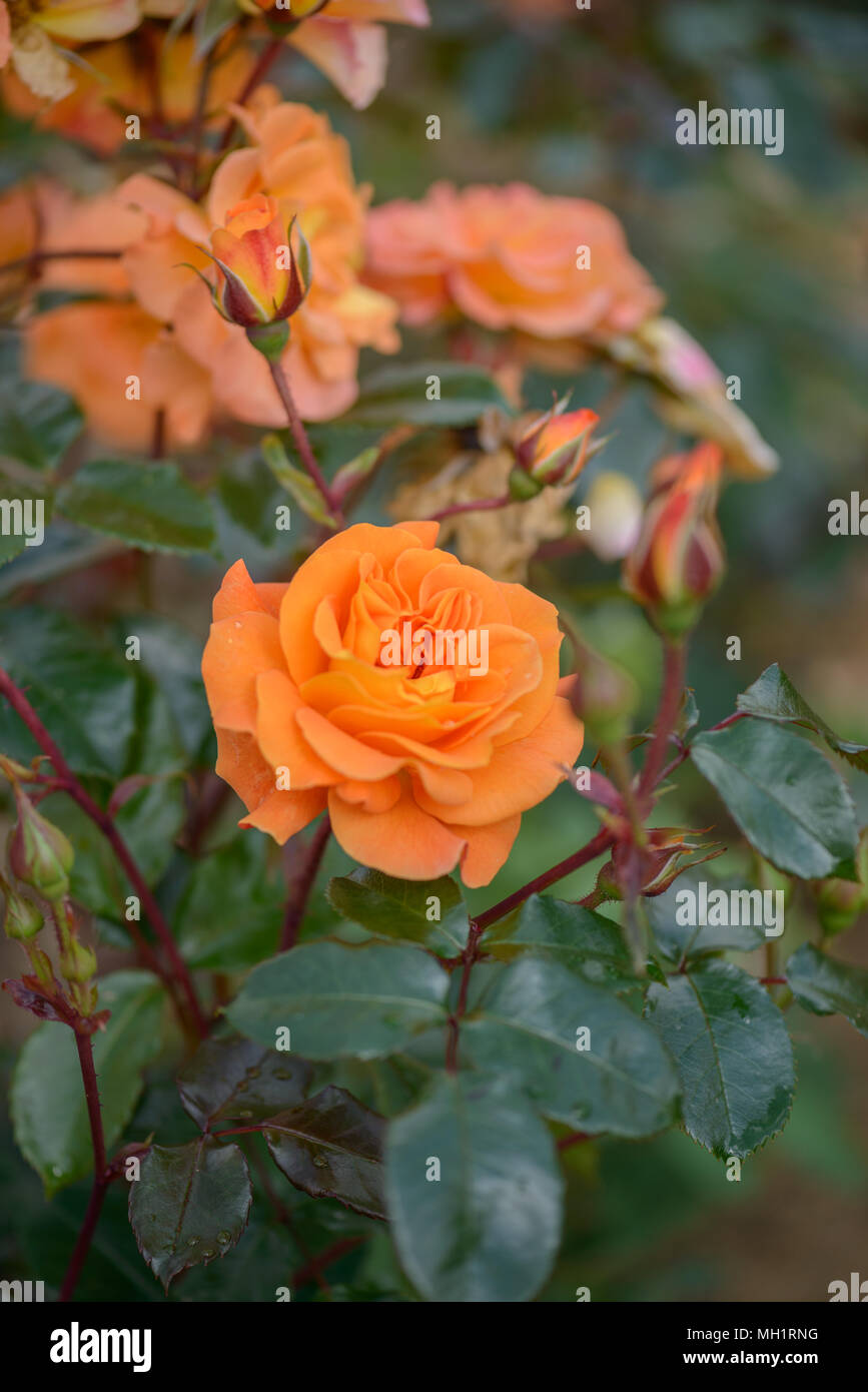 Rose Precious Amber Stock Photo - Alamy