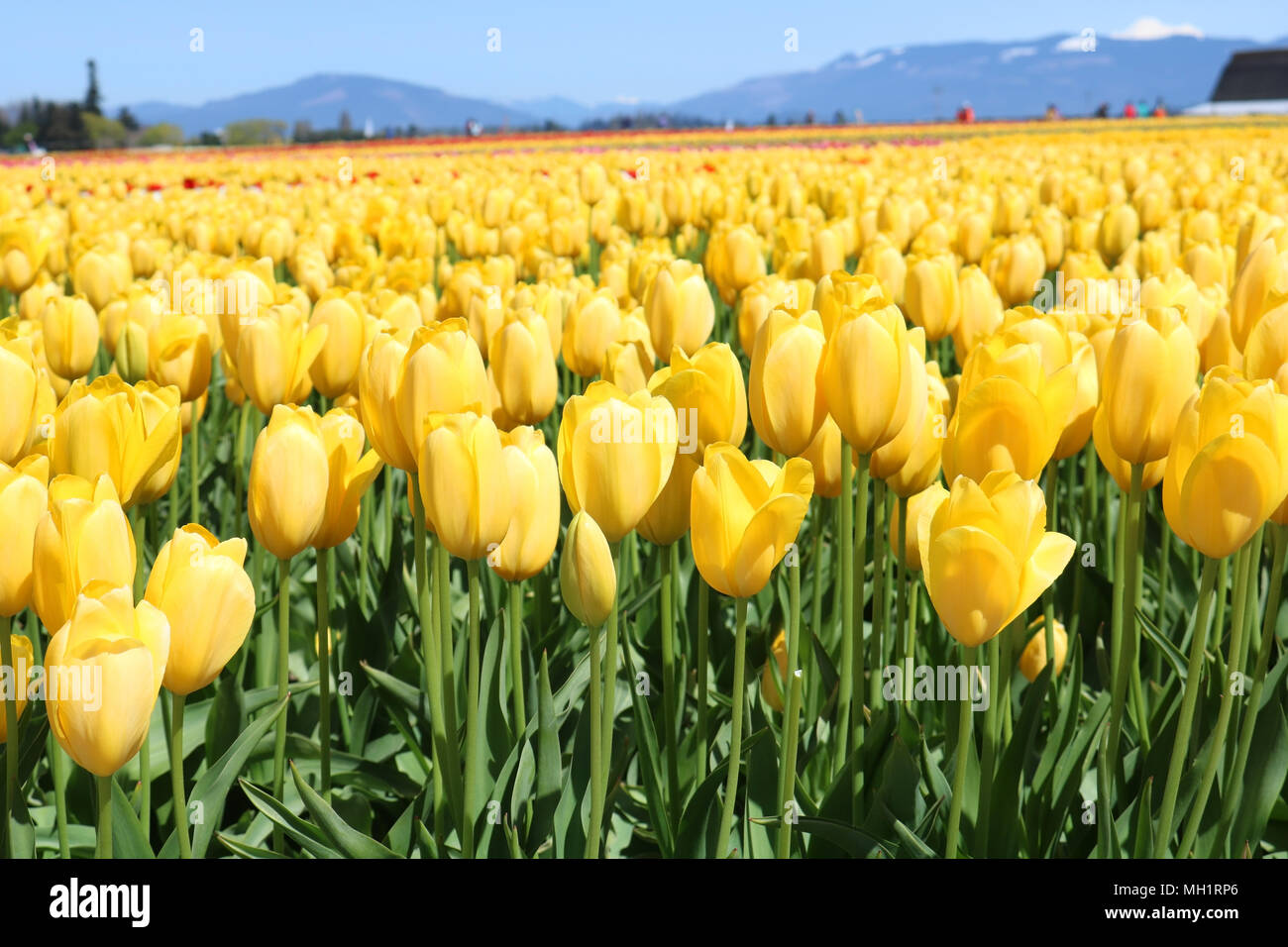 Field of yellow tulips in the Skagit Valley of Mount Vernon, Washington, USA Stock Photo - Alamy