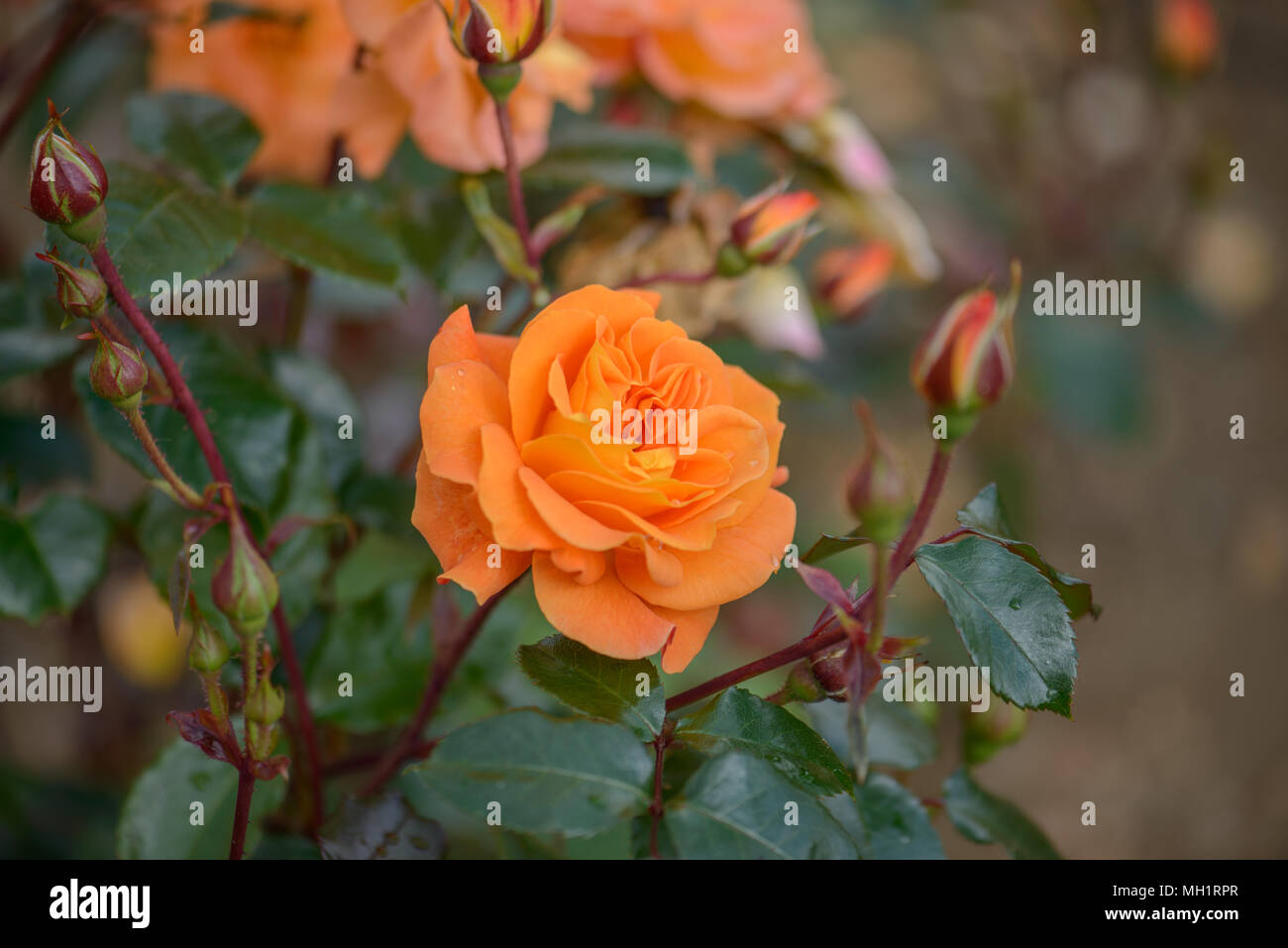 Rosa precious amber hi-res stock photography and images - Alamy