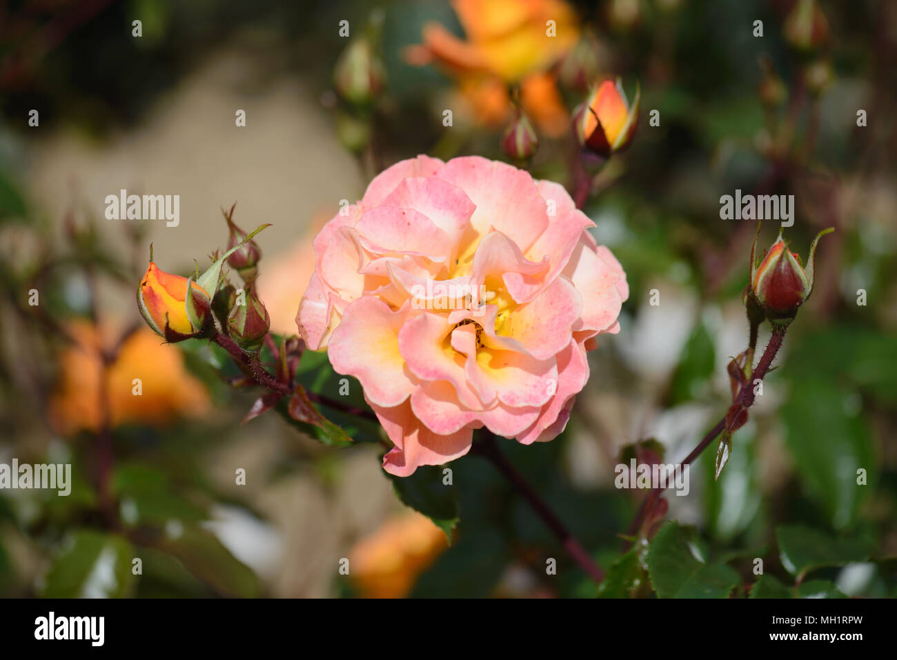 Rosa precious amber hi-res stock photography and images - Alamy