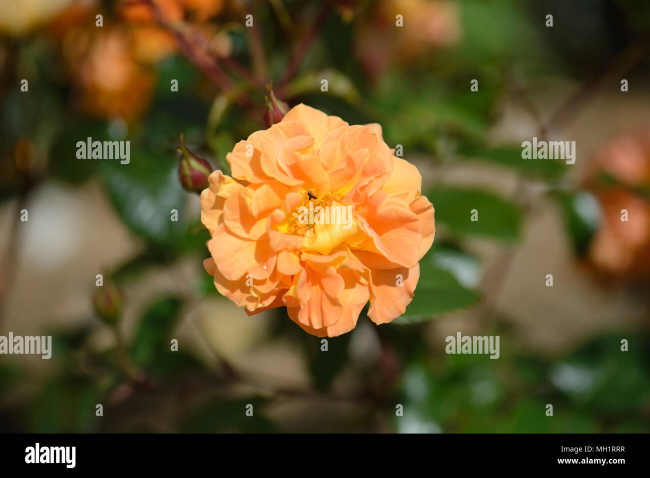 Rosa precious amber hi-res stock photography and images - Alamy