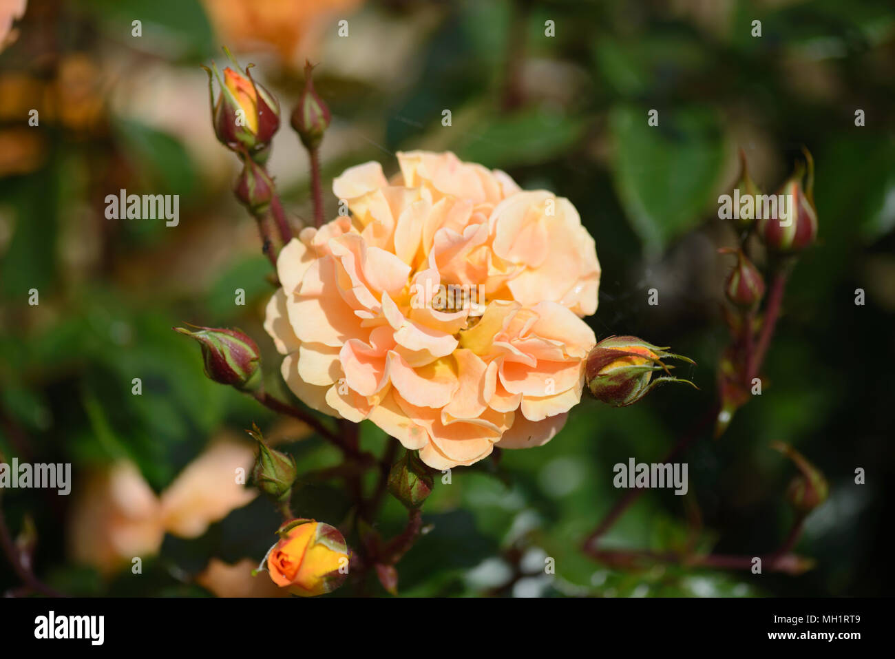Rose Precious Amber Stock Photo - Alamy