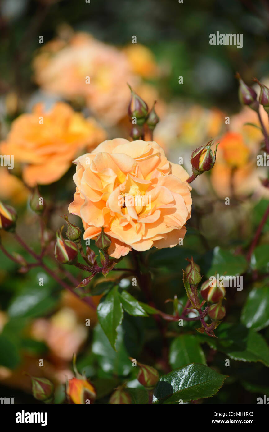 Precious amber rose hi-res stock photography and images - Alamy