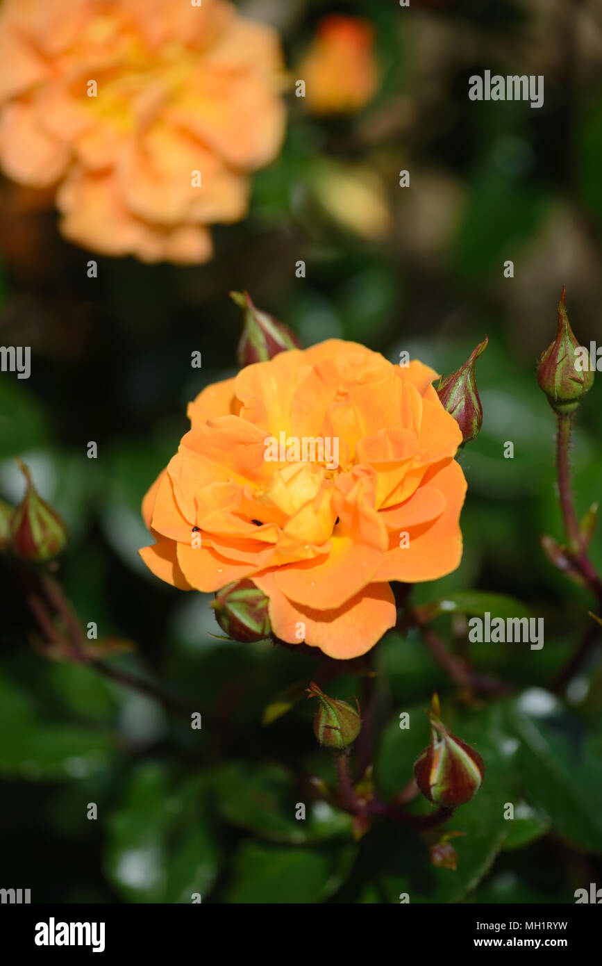 Rose Precious Amber Stock Photo - Alamy
