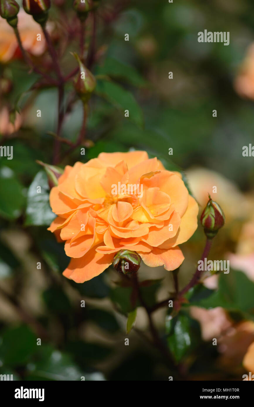 Rosa precious amber hi-res stock photography and images - Alamy