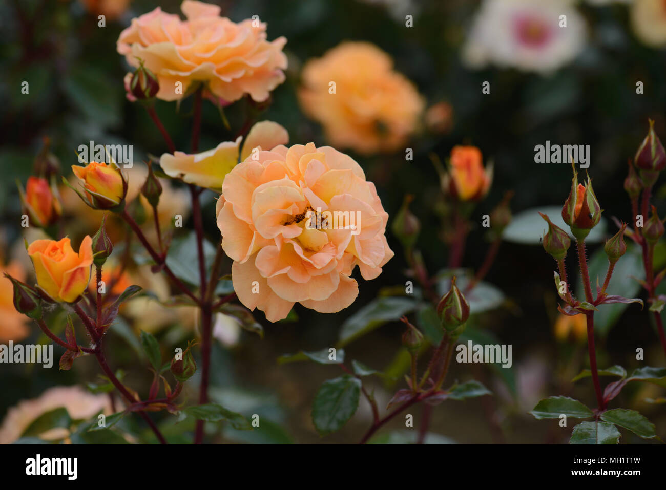 Rose Precious Amber Stock Photo - Alamy