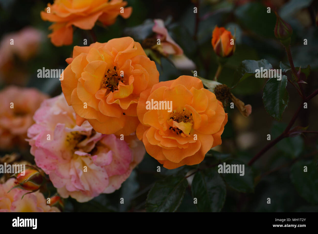 Rose Precious Amber Stock Photo - Alamy