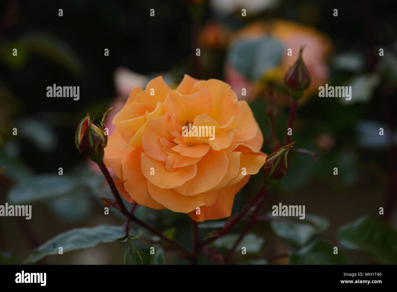 Rose Precious Amber Stock Photo - Alamy