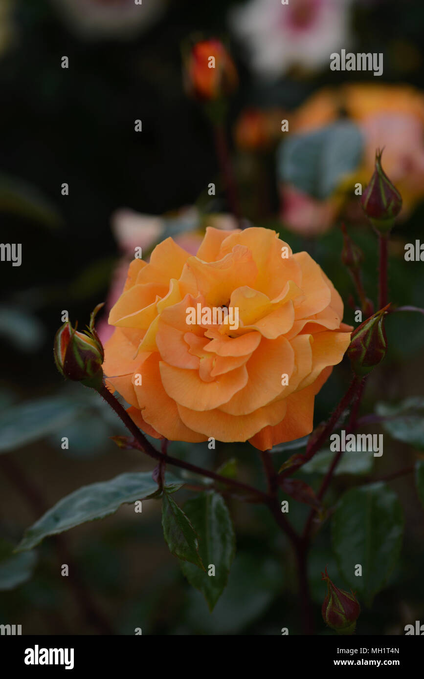 Rose Precious Amber Stock Photo - Alamy