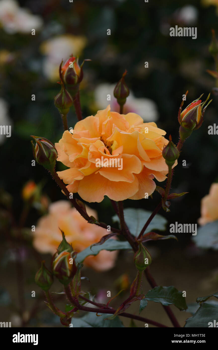 Rose Precious Amber Stock Photo - Alamy