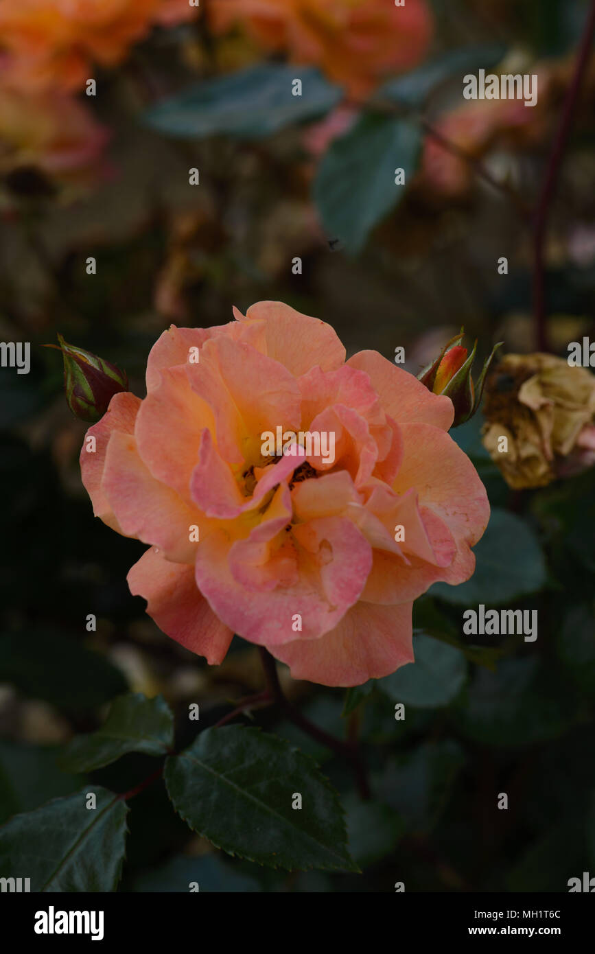 Rose Precious Amber Stock Photo - Alamy