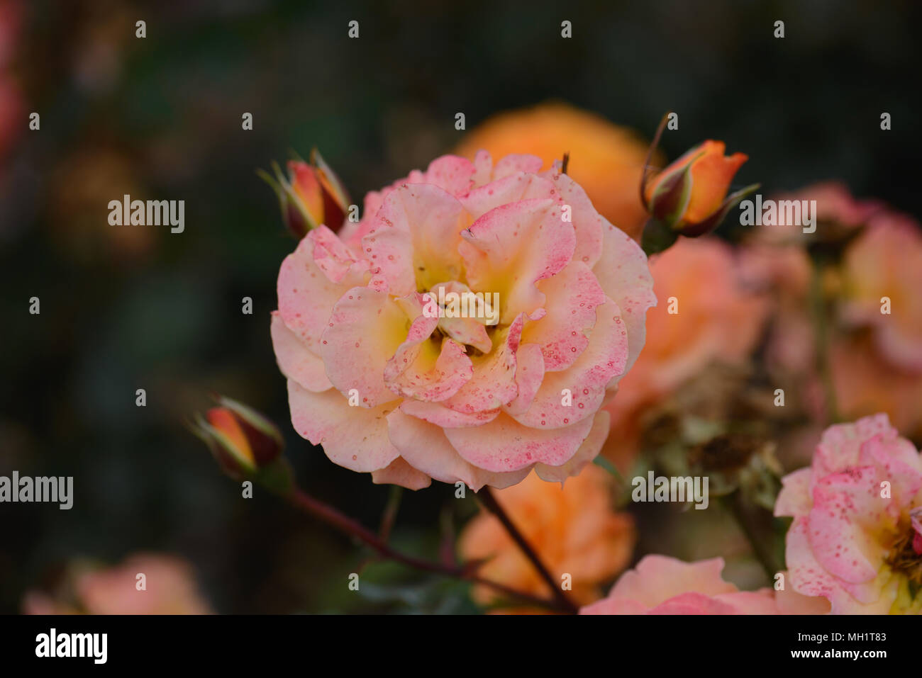 Rose Precious Amber Stock Photo - Alamy
